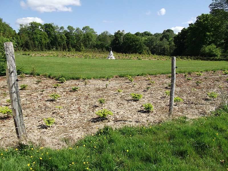 Gallery – Coombe Farm