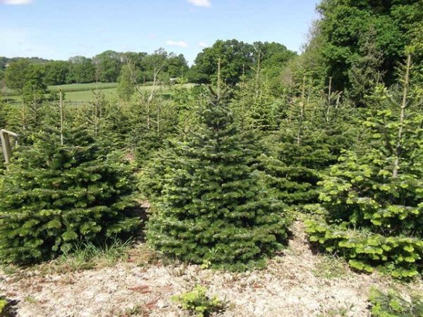 Nordman Fir – Coombe Farm